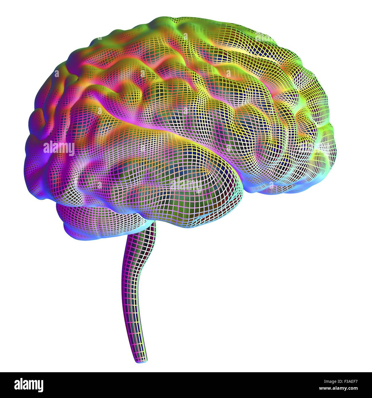 Wireframe brain Cut Out Stock Images & Pictures - Alamy