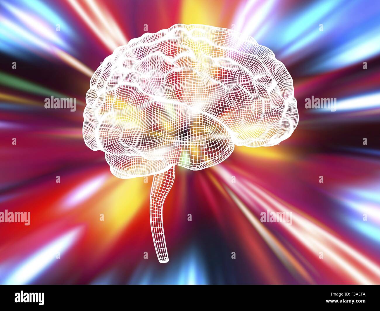 Computer artwork of the human brain. Wireframe illustration seen from ...