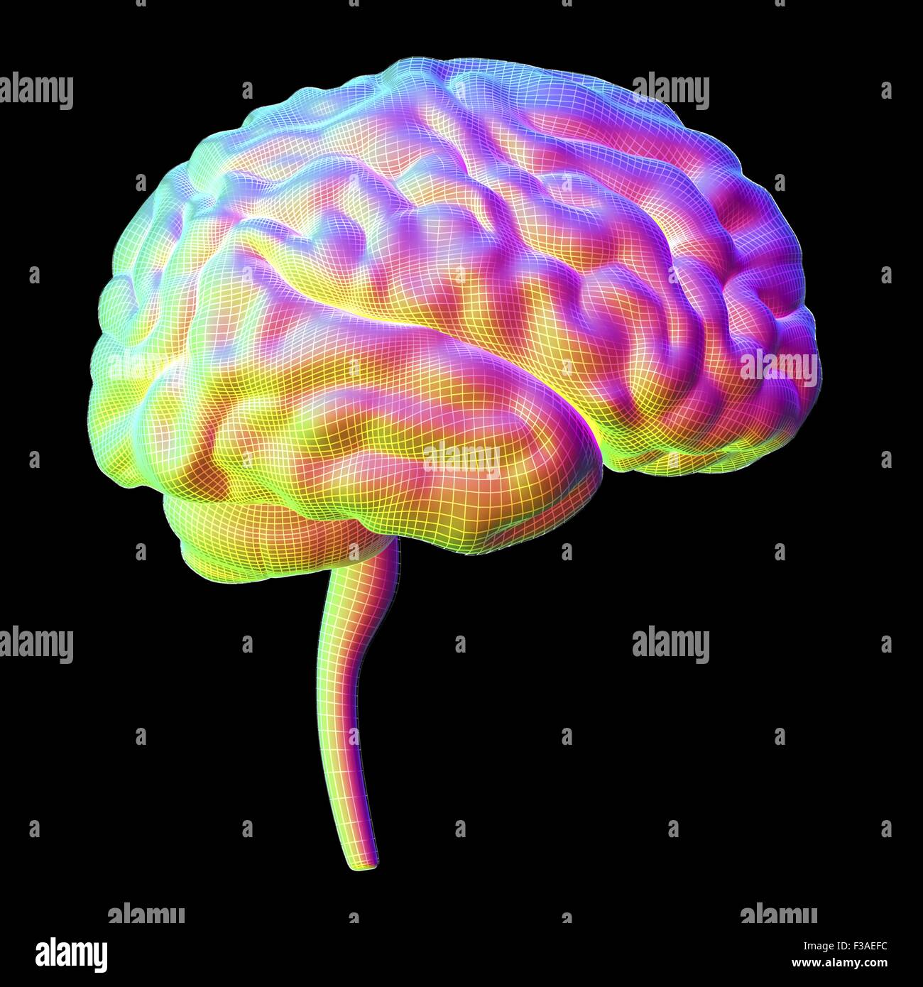 Human brain side view hi-res stock photography and images - Alamy