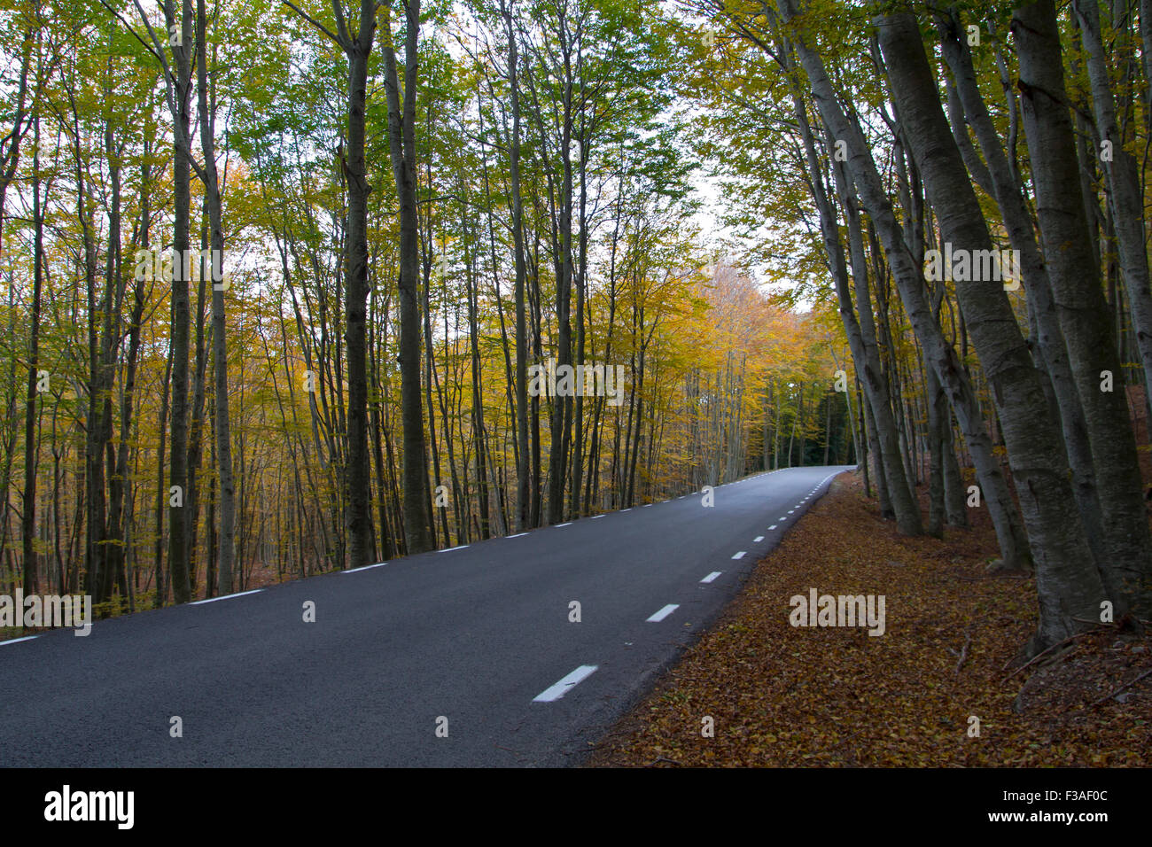 Road in a forest at autumn Stock Photo - Alamy