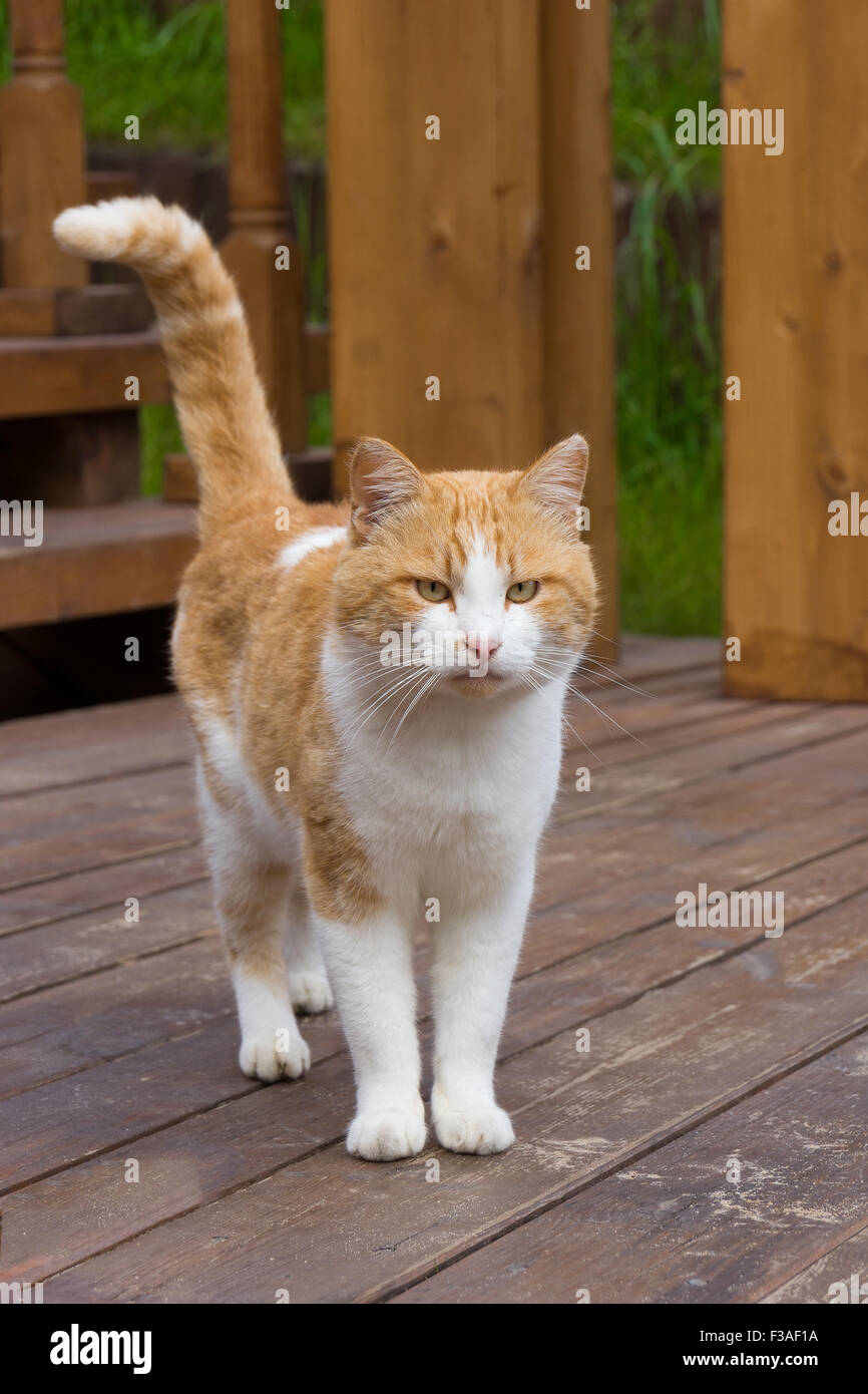The picture shows a cat on the step Stock Photo - Alamy