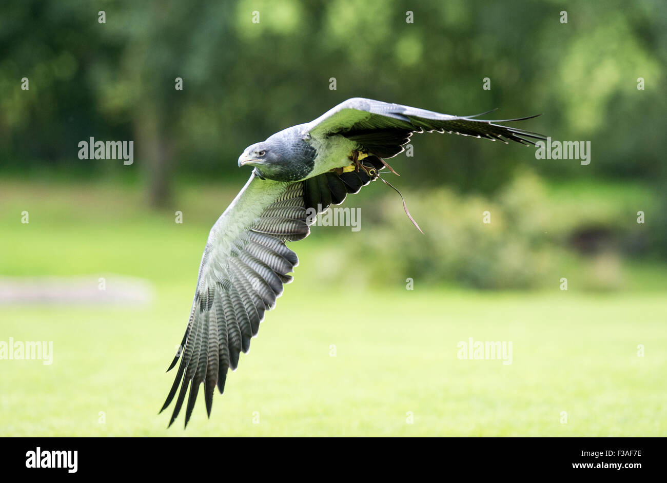 a grey buzzard Eagle at the International bird of prey centre Newent ...