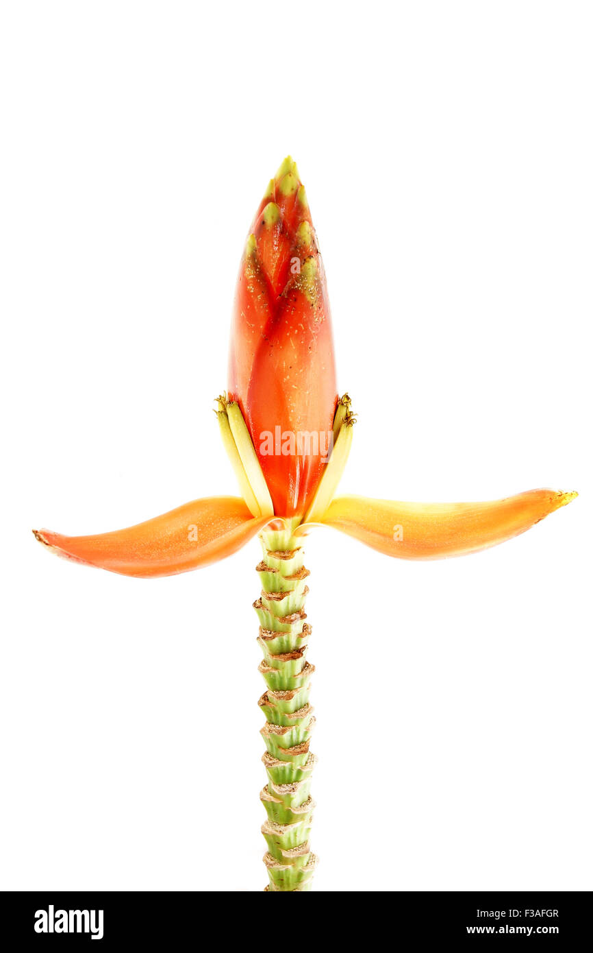 Musaceae hi-res stock photography and images - Alamy