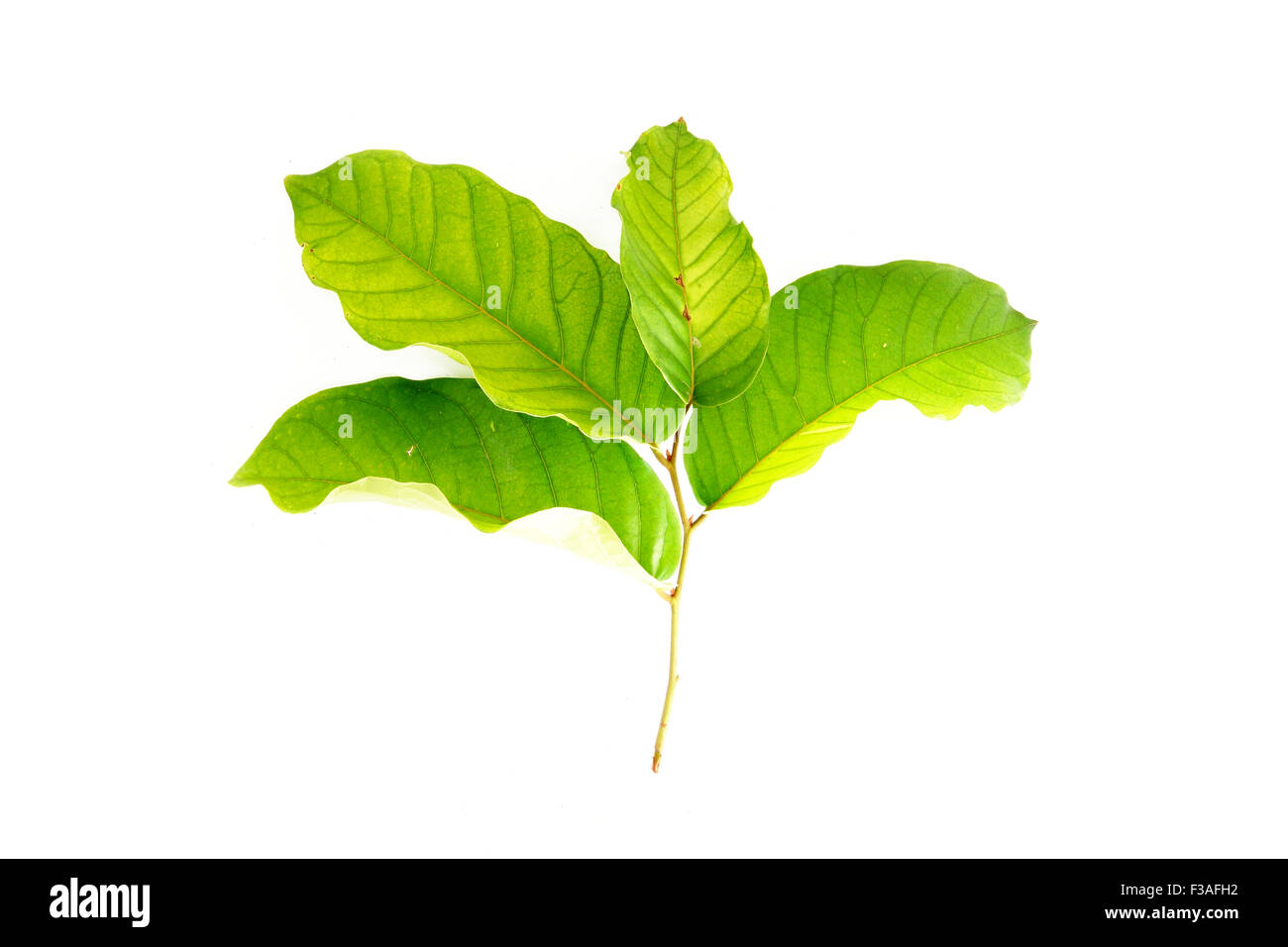 Polyalthia hi-res stock photography and images - Alamy