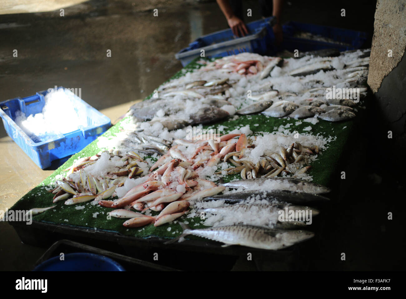 Gaza City, The Gaza Strip, Palestine. 2nd Oct, 2015. Different types of ...