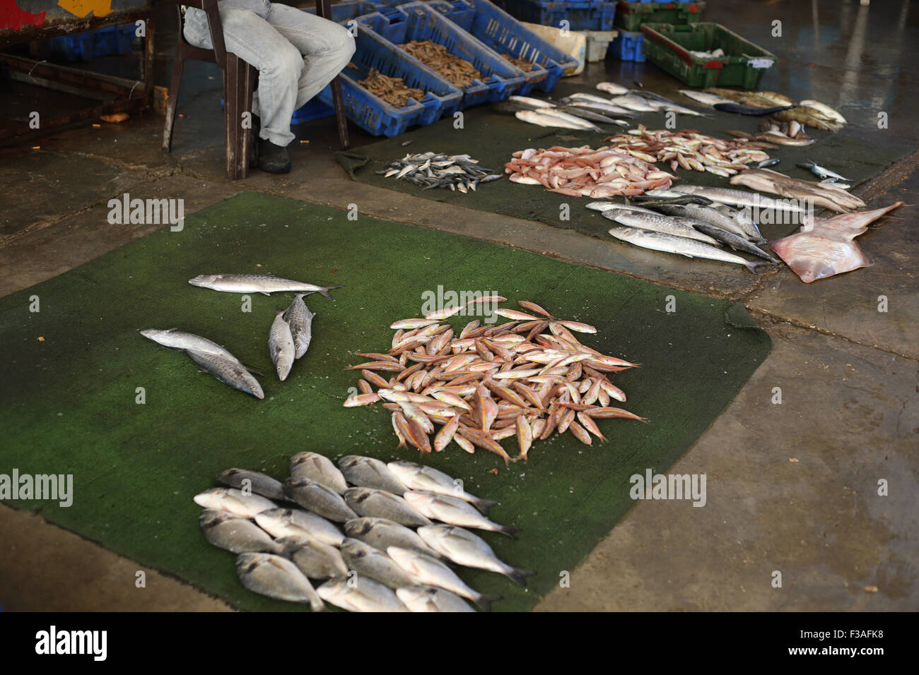 Gaza City, The Gaza Strip, Palestine. 2nd Oct, 2015. Palestinian ...