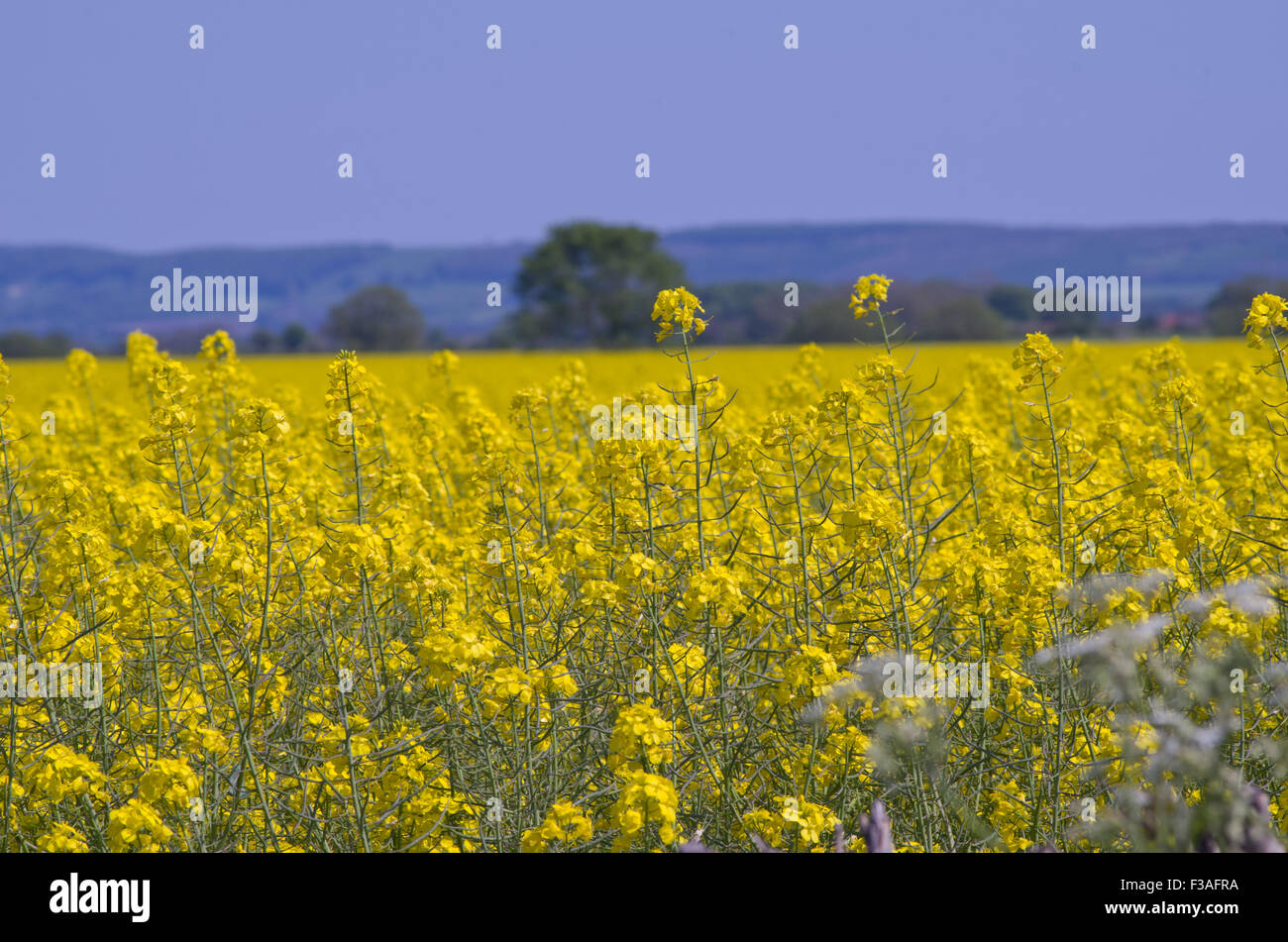 Field of yellow rape seed Stock Photo - Alamy