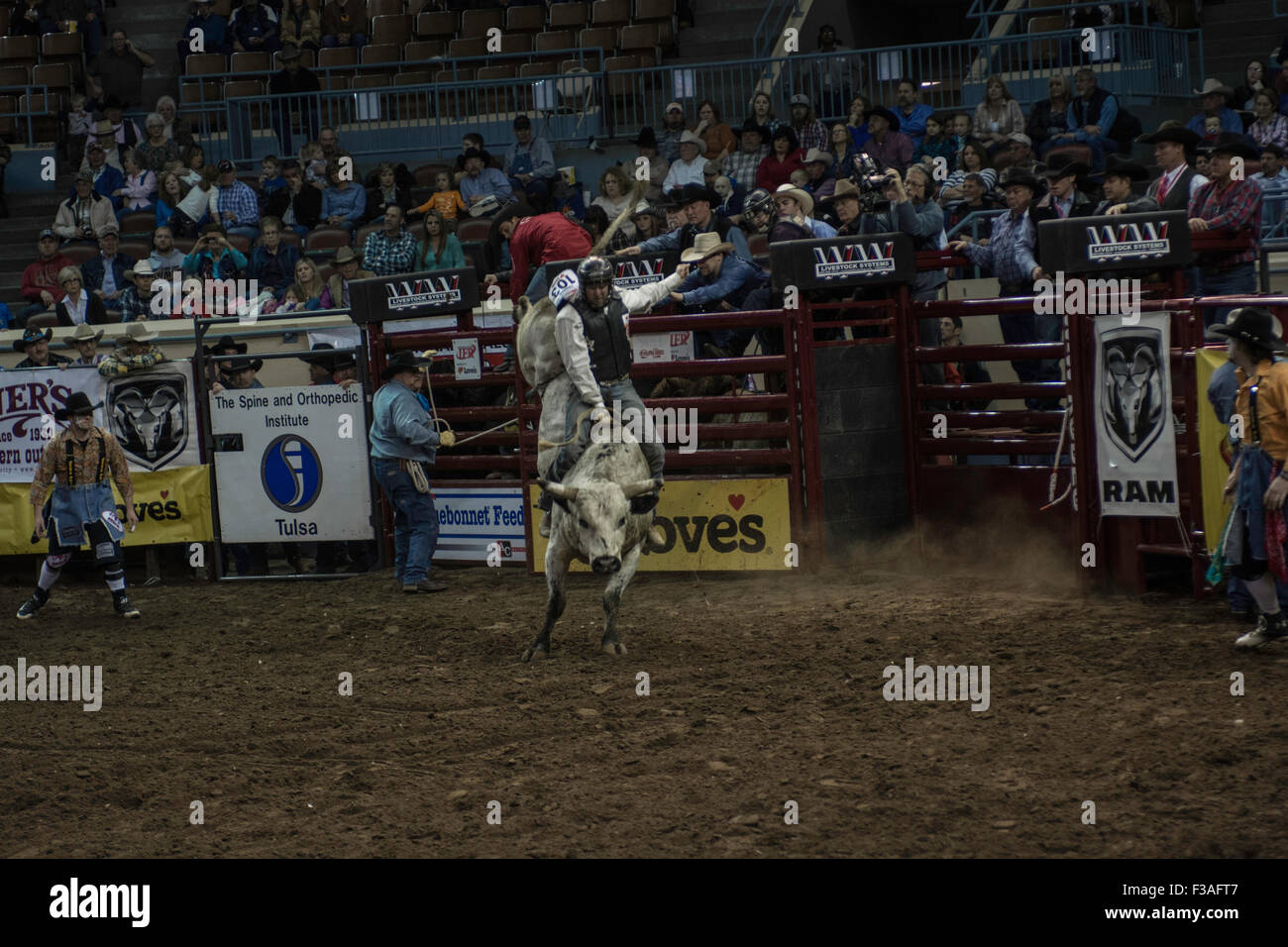 Cowboy riding bucking bull during rodeo in Oklahoma City, Oklahoma, USA ...