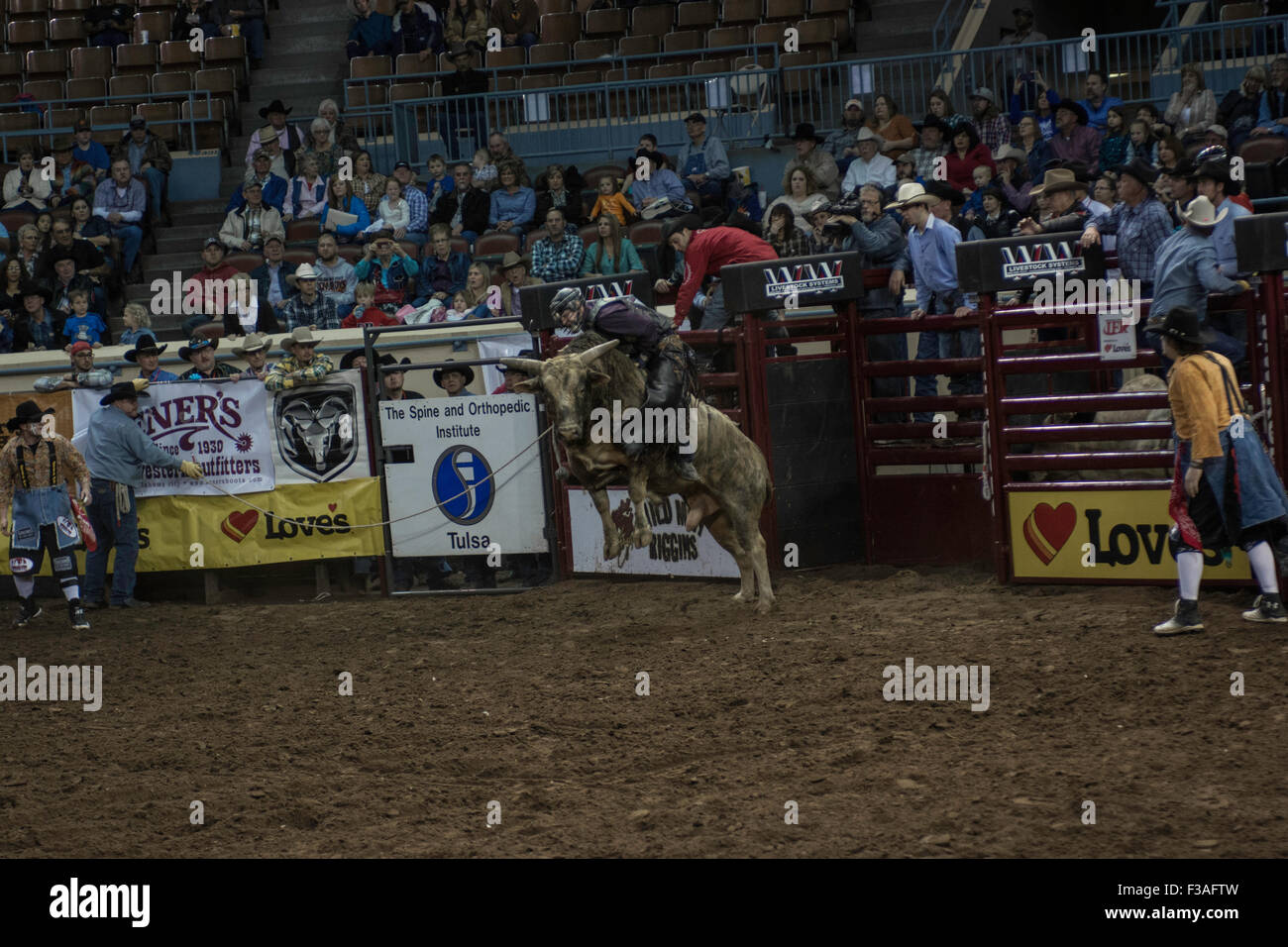 Cowboy riding bucking bull during rodeo in Oklahoma City, Oklahoma, USA ...