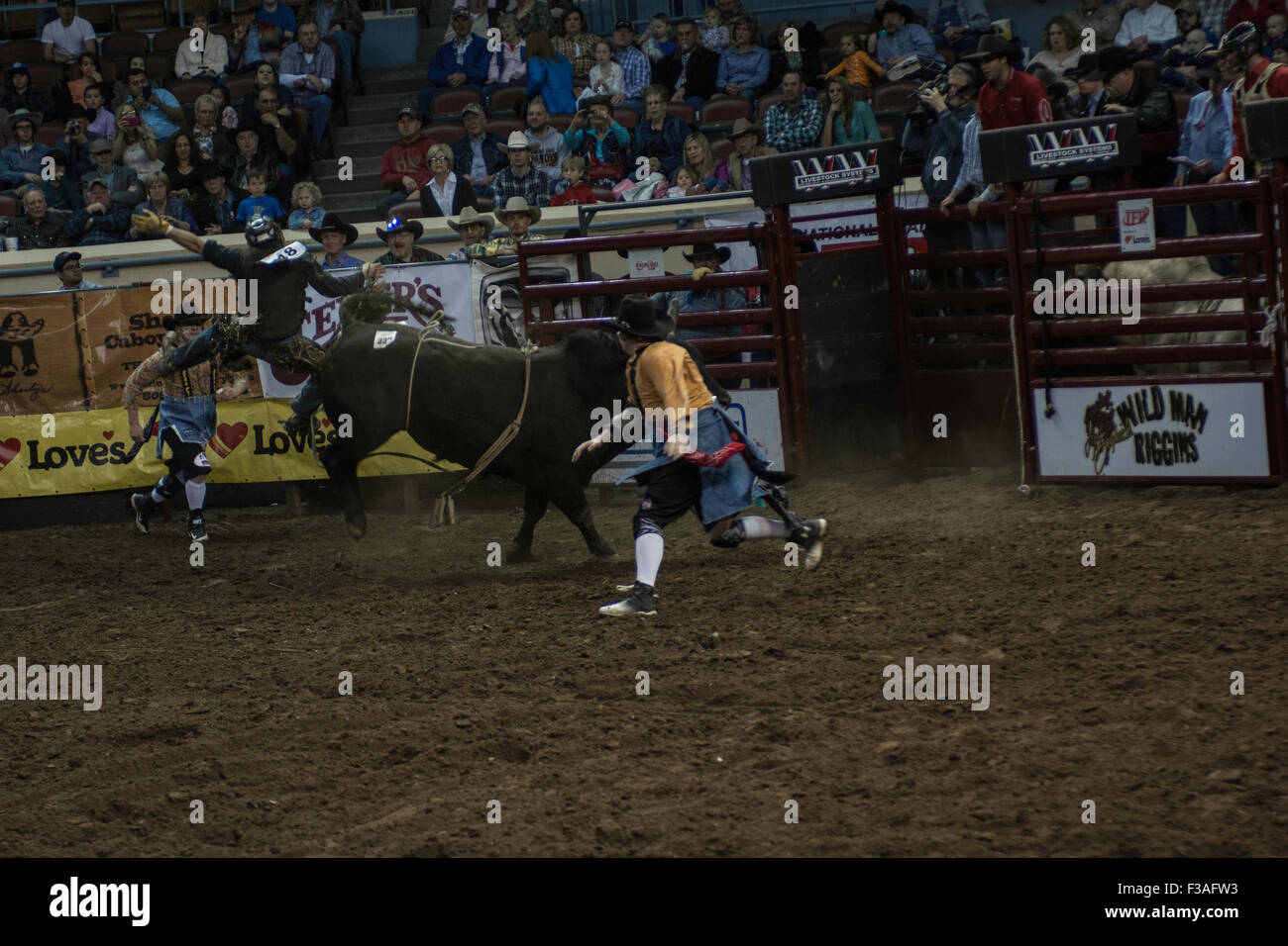 Cowboy falling off bull hi-res stock photography and images - Alamy
