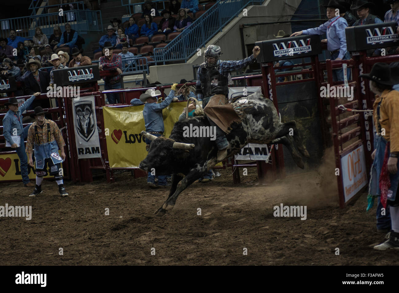 Cowboy riding bucking bull during rodeo in Oklahoma City, Oklahoma, USA ...