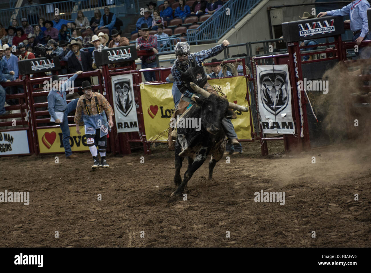 Cowboy riding bucking bull during rodeo in Oklahoma City, Oklahoma, USA ...