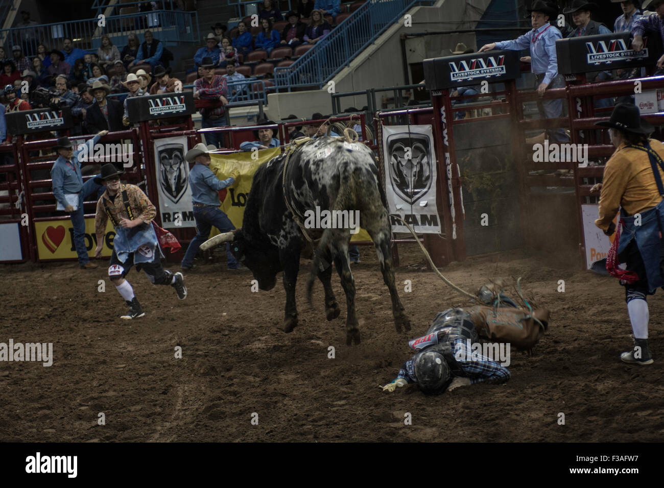 Cowboy riding bucking bull during rodeo in Oklahoma City, Oklahoma, USA ...