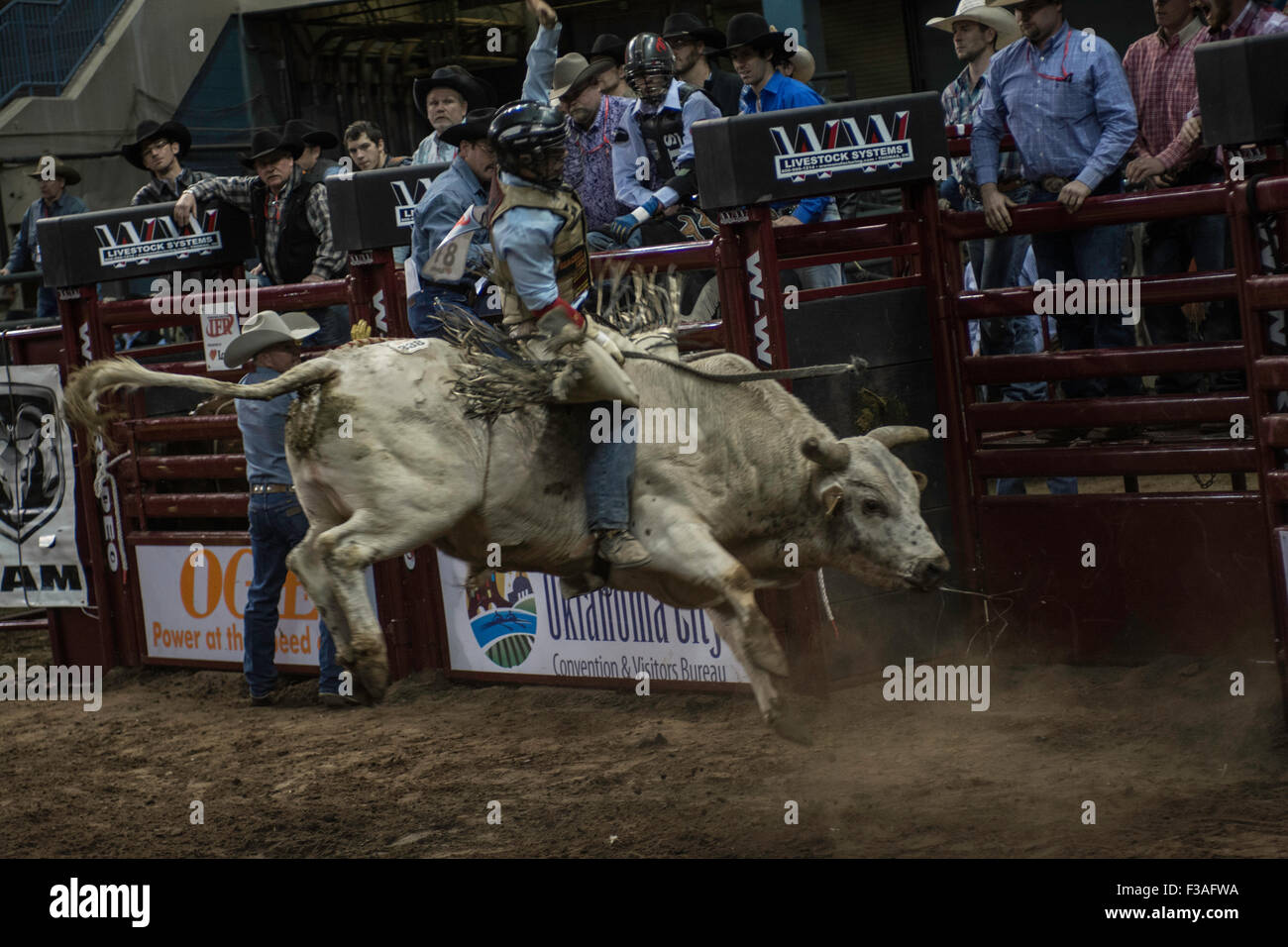 Cowboy riding bucking bull during rodeo in Oklahoma City, Oklahoma, USA ...