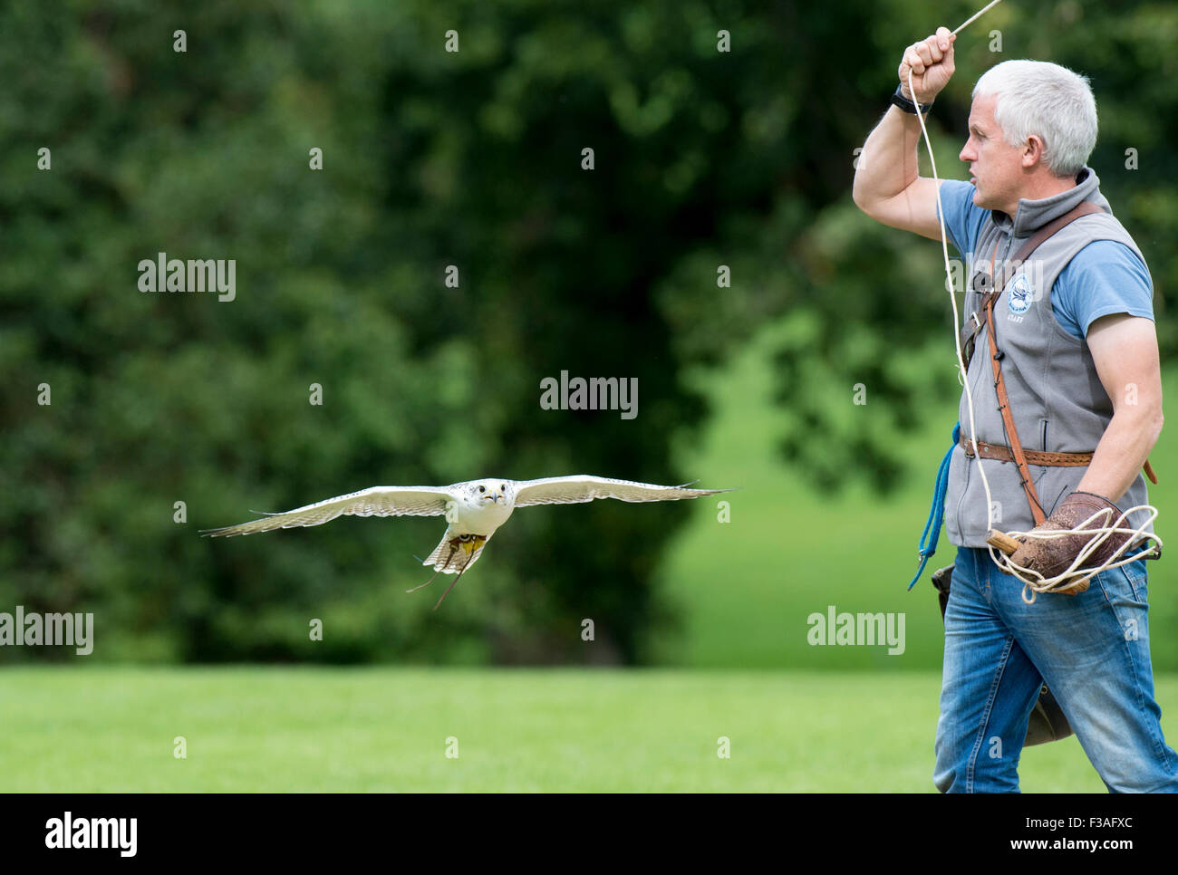 A falconry display at the International Bird of Prey centre in the ...
