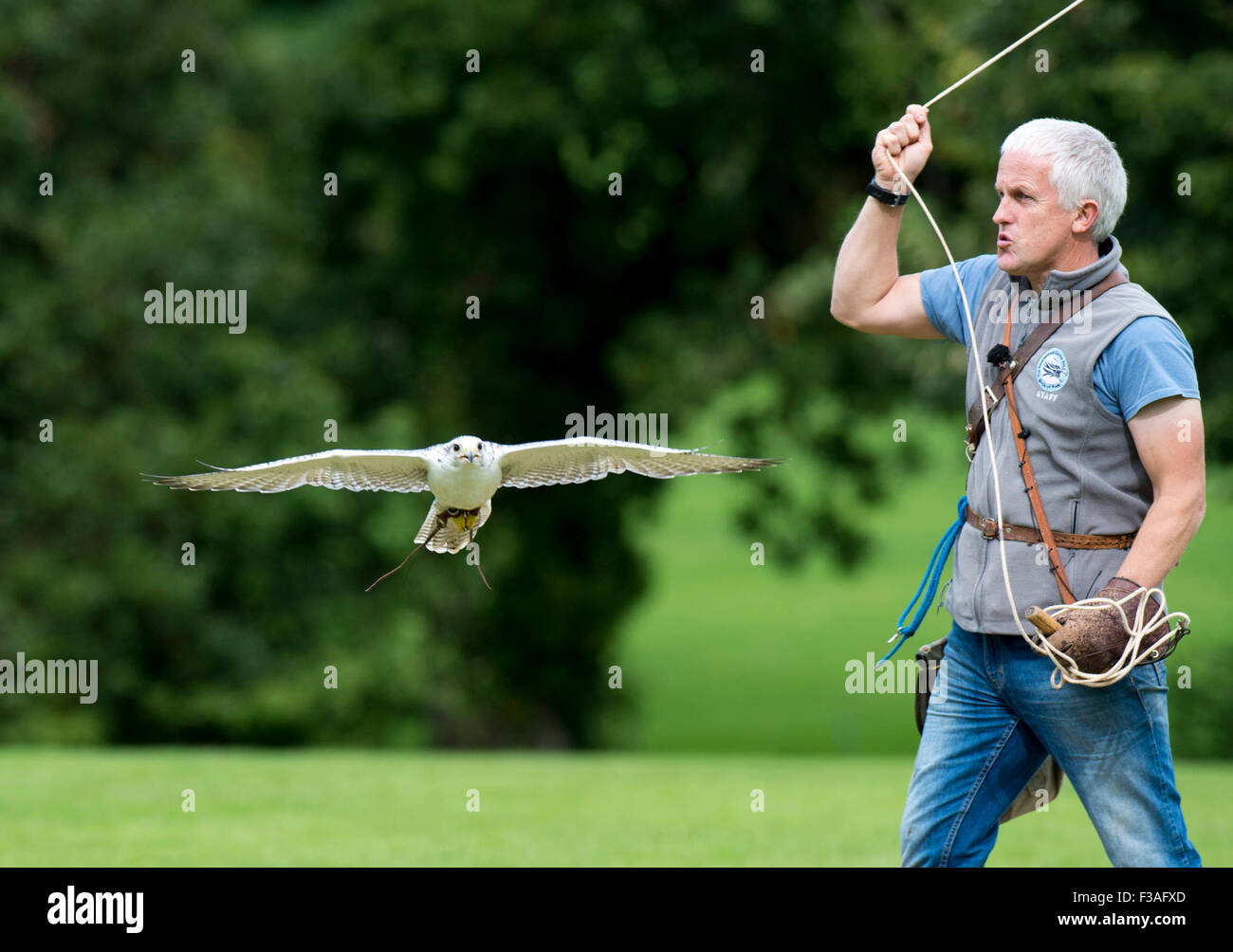 Handler flying falcon hi-res stock photography and images - Alamy
