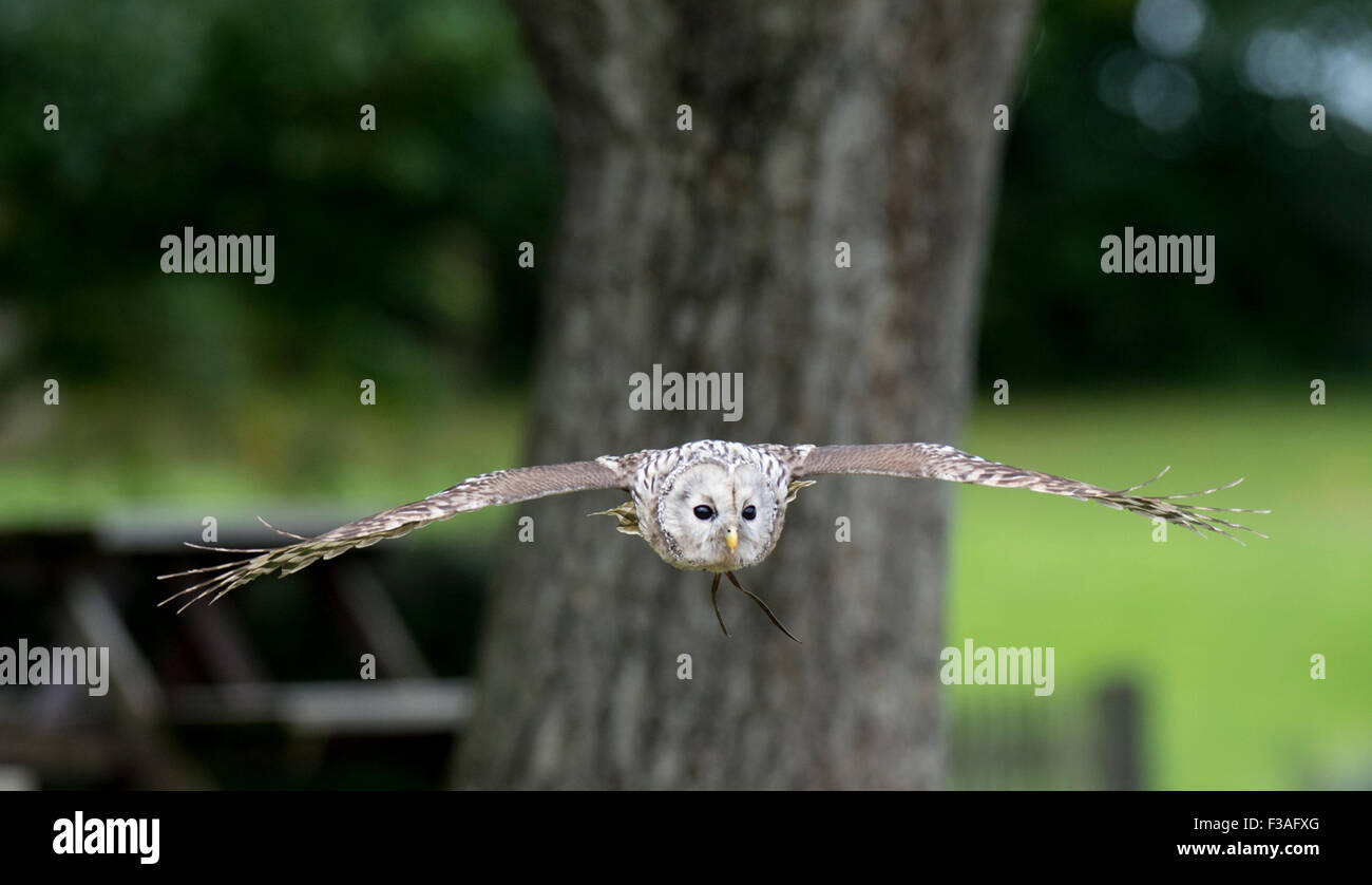 The tawny owl is an owl native to England, Wales and Scotland has a ...
