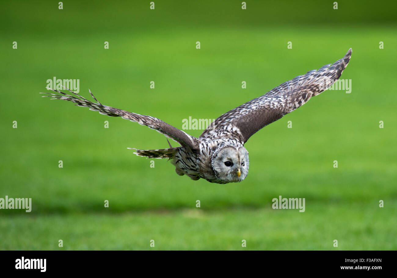 The tawny owl is an owl native to England, Wales and Scotland has a ...