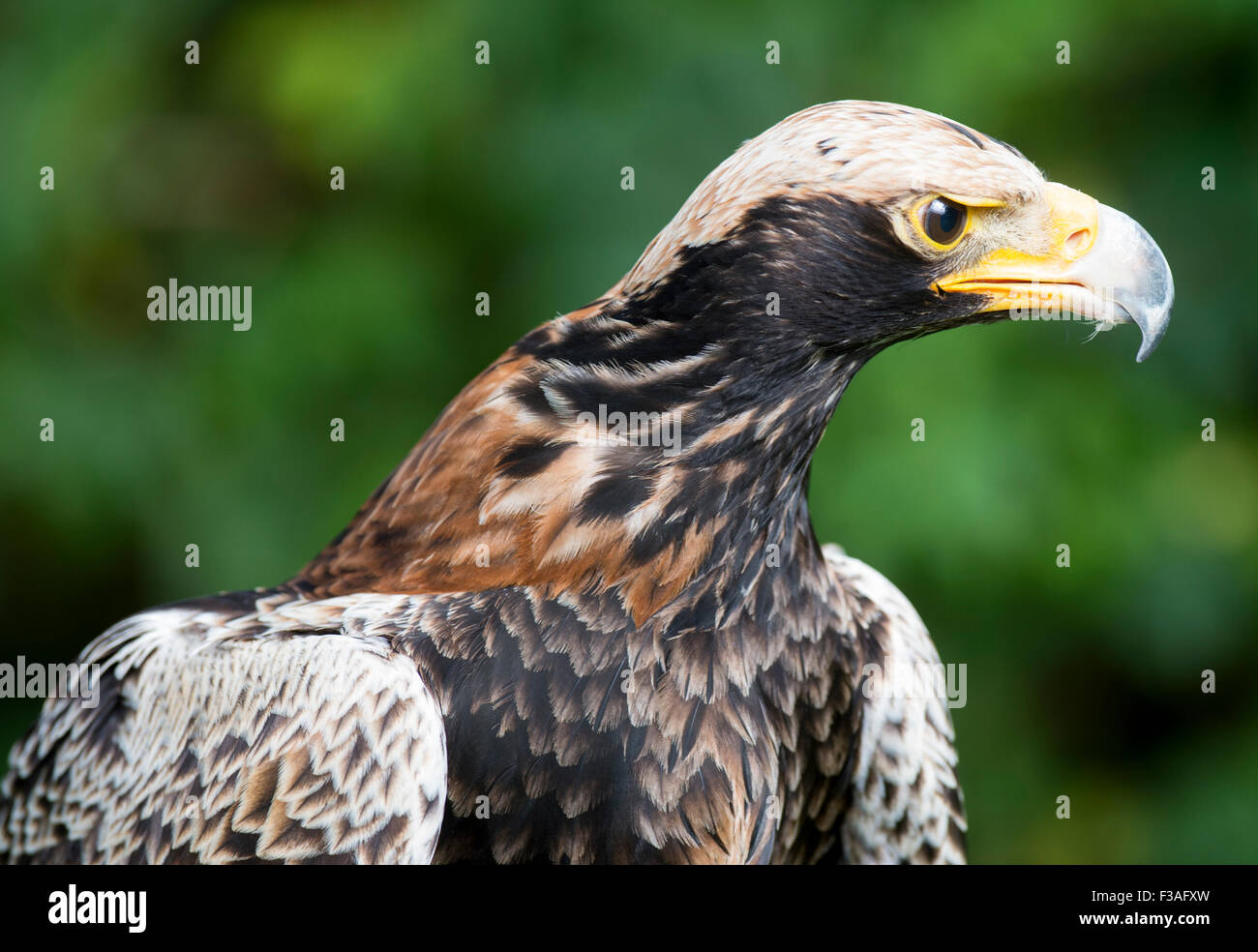 Verreaux's eagles hi-res stock photography and images - Alamy