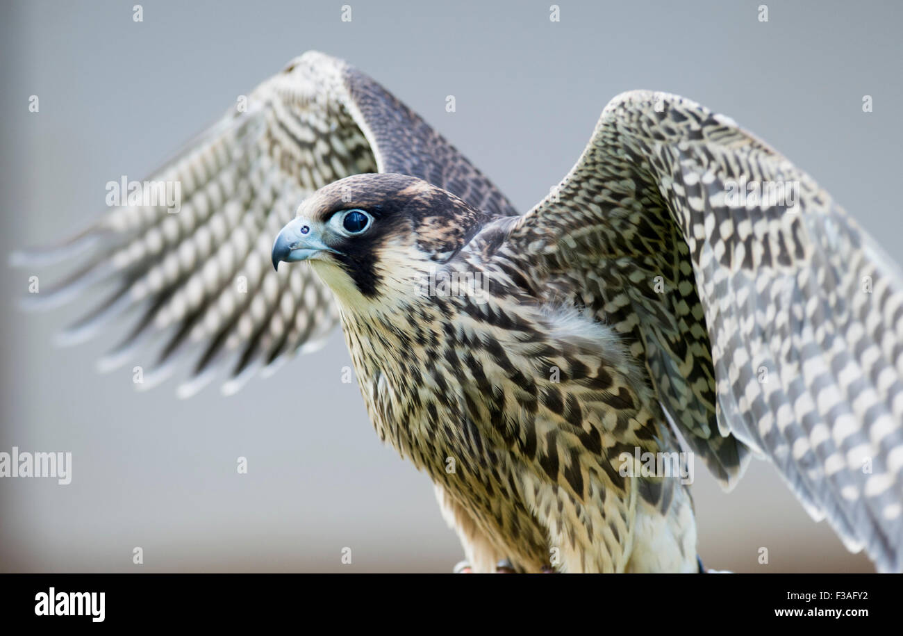 A falconry display at the International Bird of Prey centre in the ...