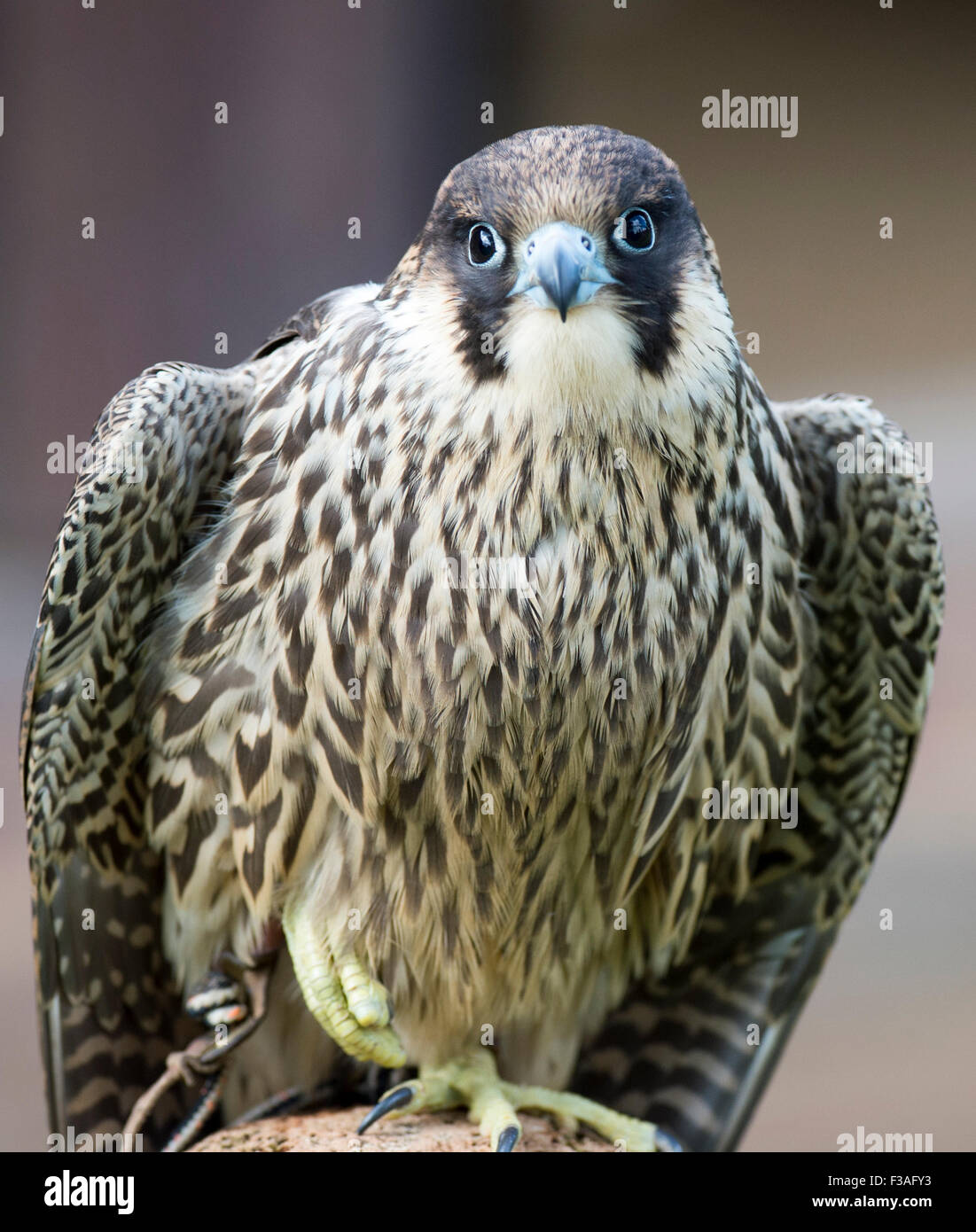 A falconry display at the International Bird of Prey centre in the ...