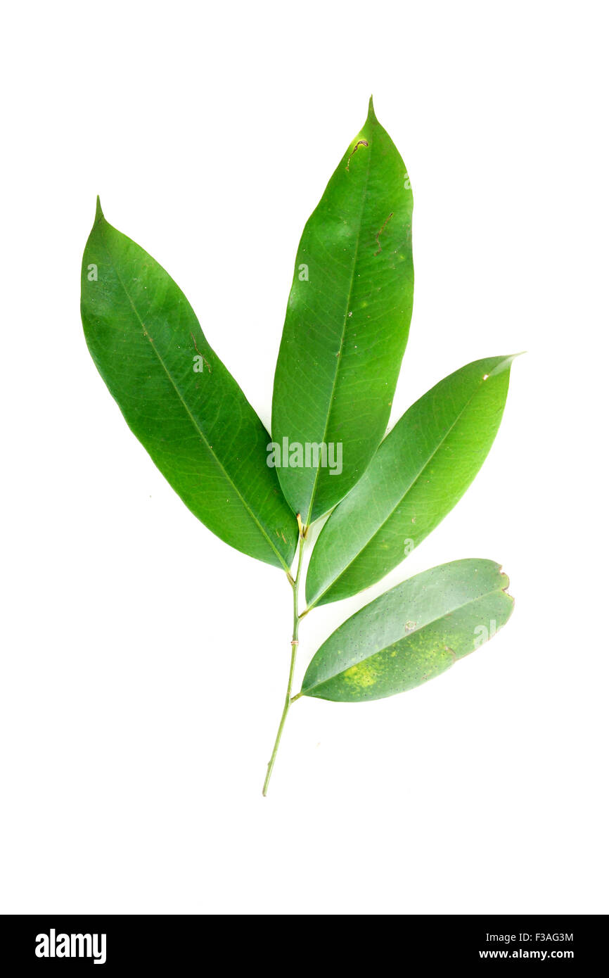 Polyalthia hi-res stock photography and images - Alamy