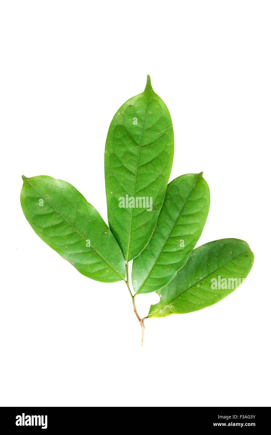 Goniothalamus woodii Annonaceae flora Borneo Malaysia Stock Photo - Alamy