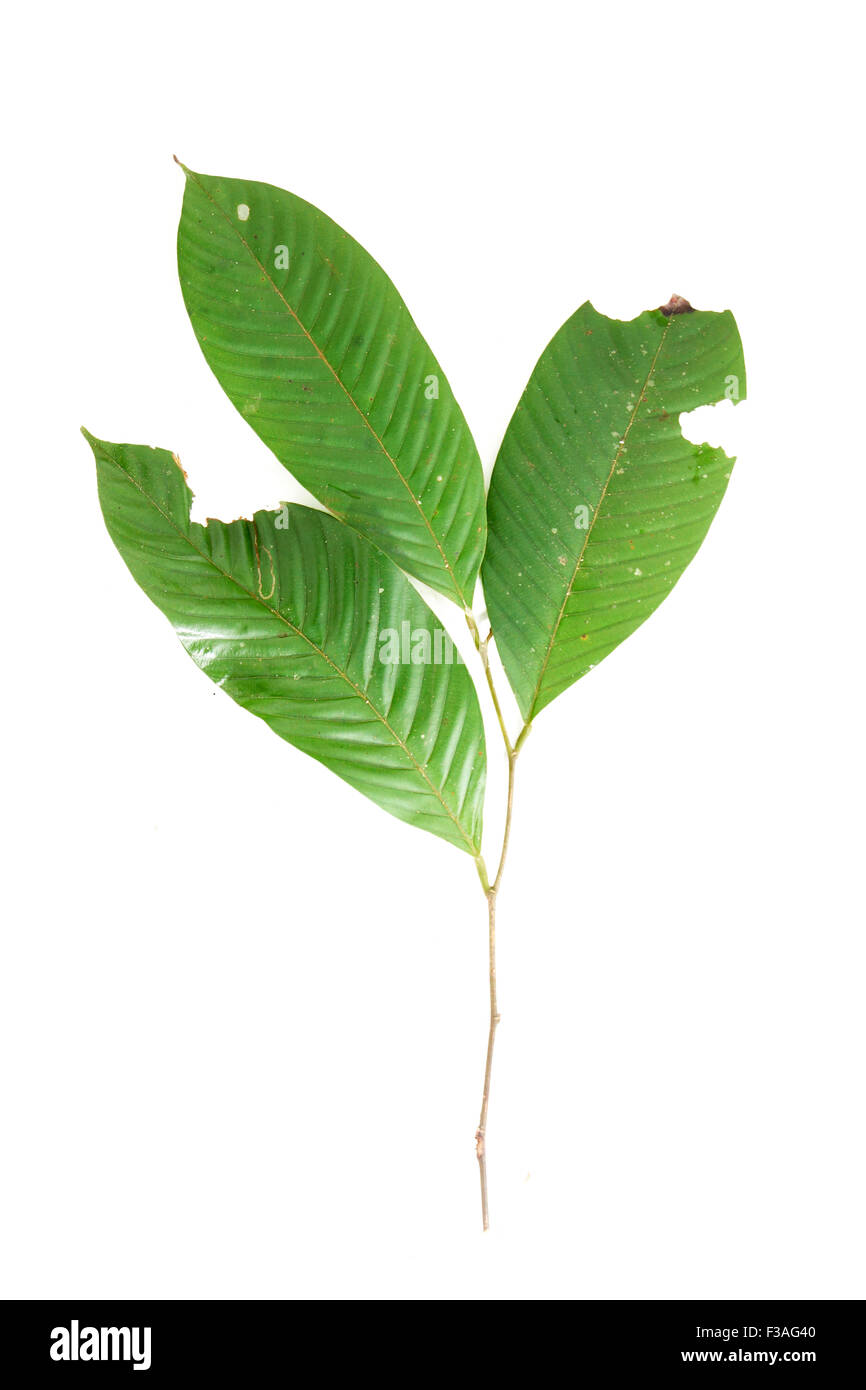 Dipterocarpaceae hi-res stock photography and images - Alamy