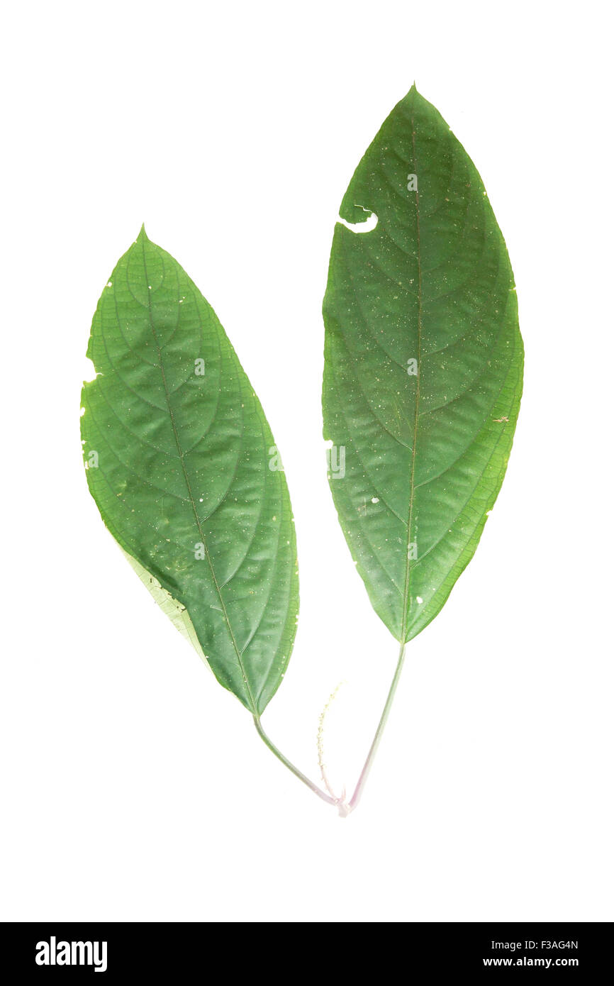 Dendrocnide stipulans Urticaceae flora Borneo Malaysia Stock Photo - Alamy