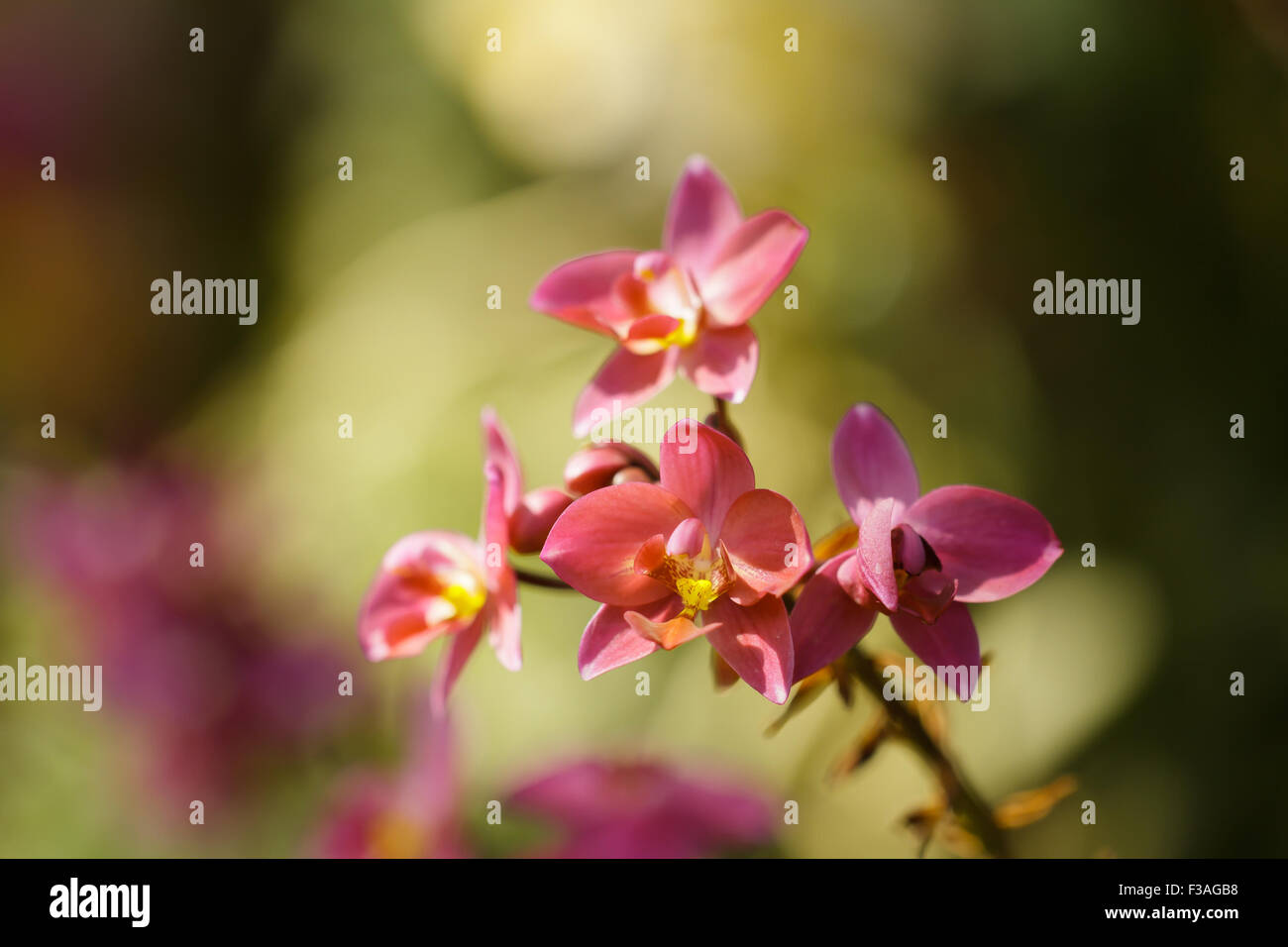 Pink orchid in garden Stock Photo - Alamy