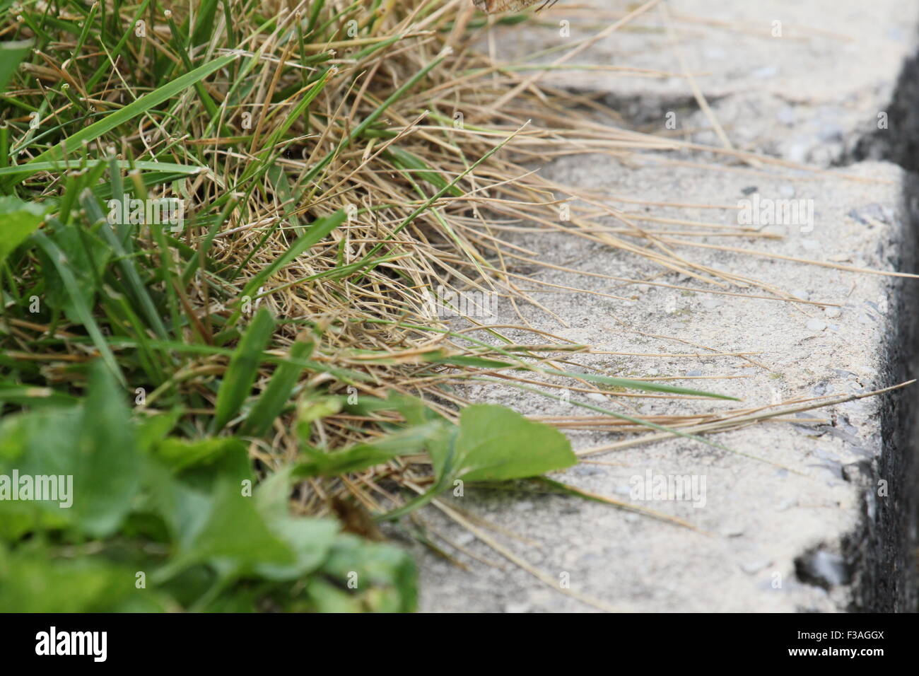 Grass and curb hi-res stock photography and images - Alamy