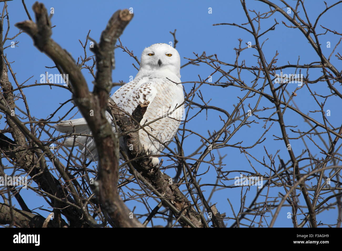 Perching snowy owl looking at the camera Stock Photo - Alamy
