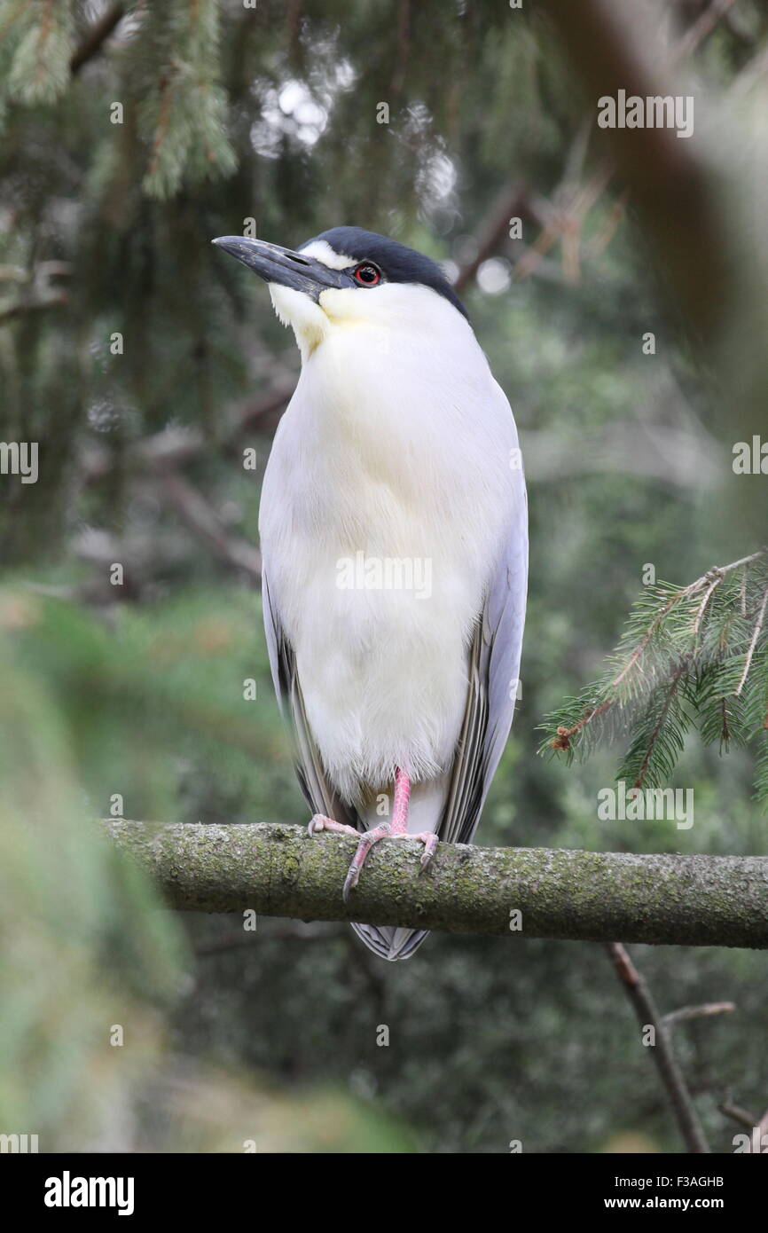 Goofy look hi-res stock photography and images - Alamy
