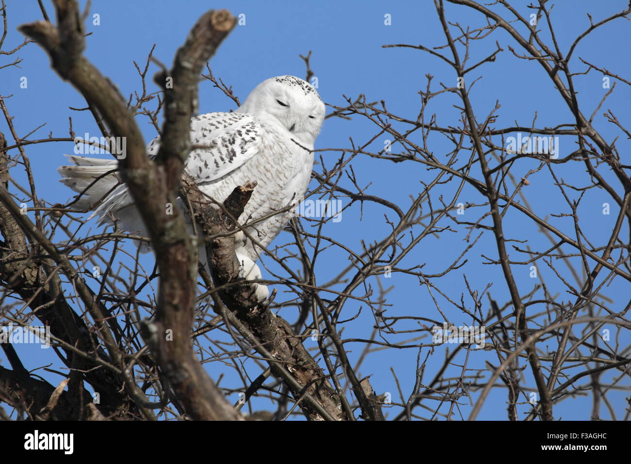 Snowy owl perched in a tree Stock Photo - Alamy