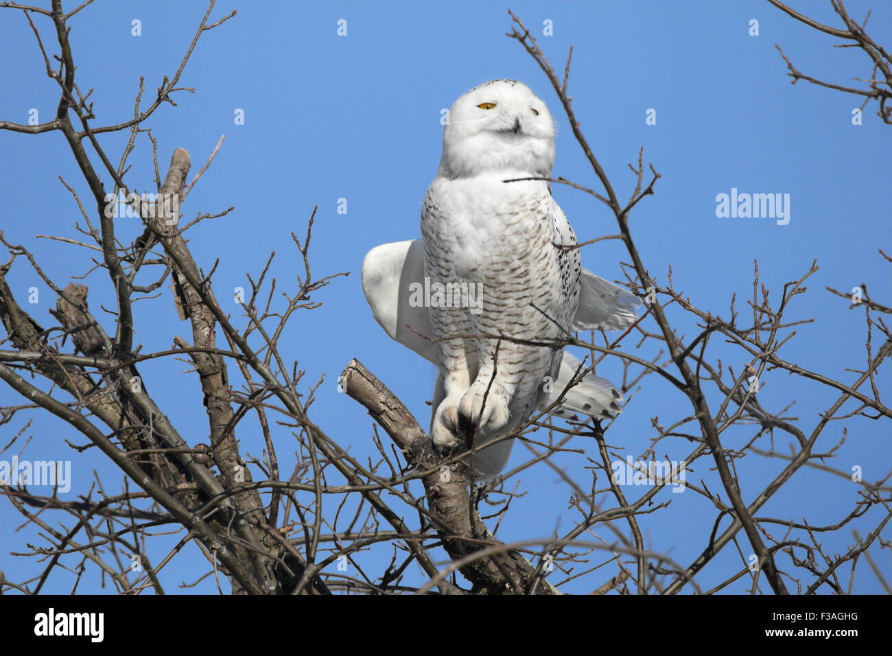 Perching snowy owl stretching its wings Stock Photo - Alamy