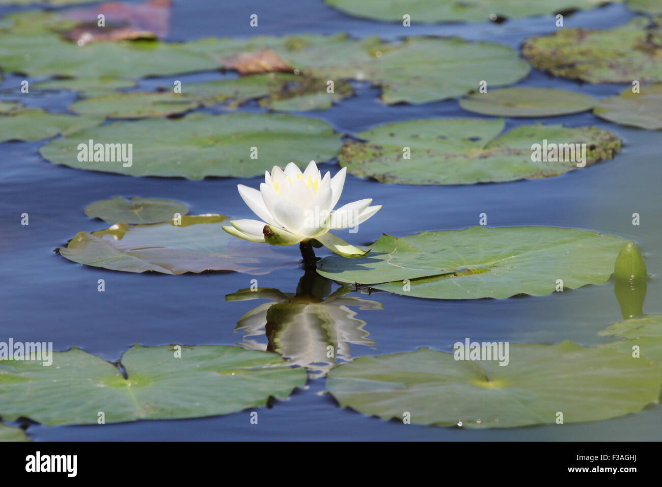Pure white lily hi-res stock photography and images - Alamy