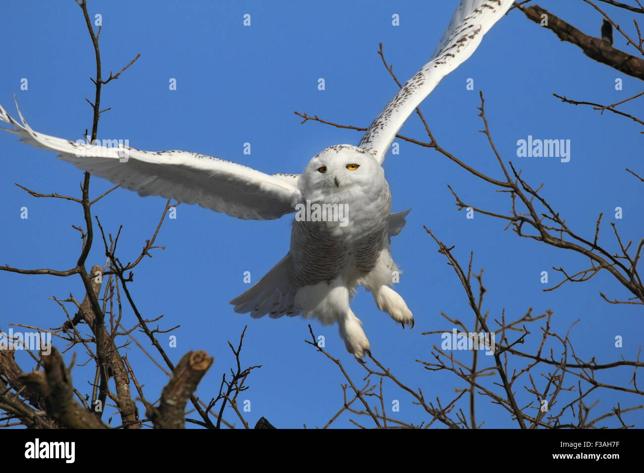 Snowy owl flying from a tree Stock Photo - Alamy