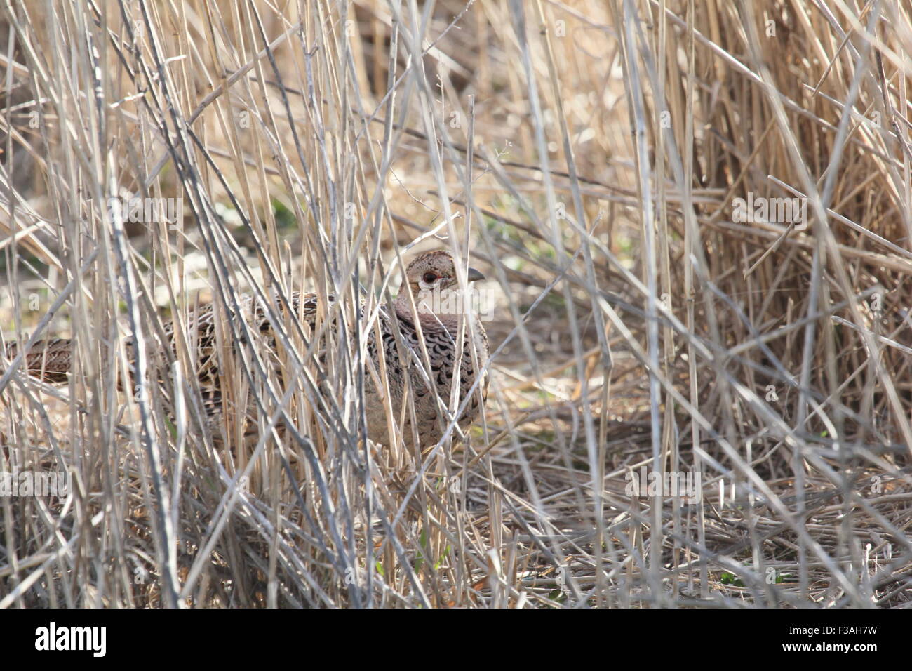 Phasianus colchicus pheasant nest hi-res stock photography and images ...
