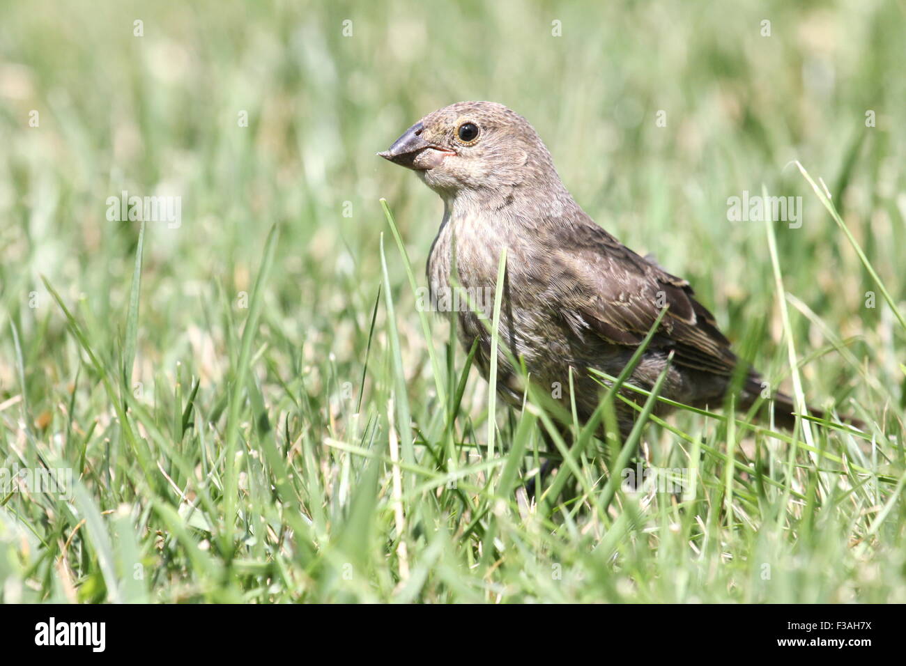 Songbird with damaged beak Stock Photo - Alamy