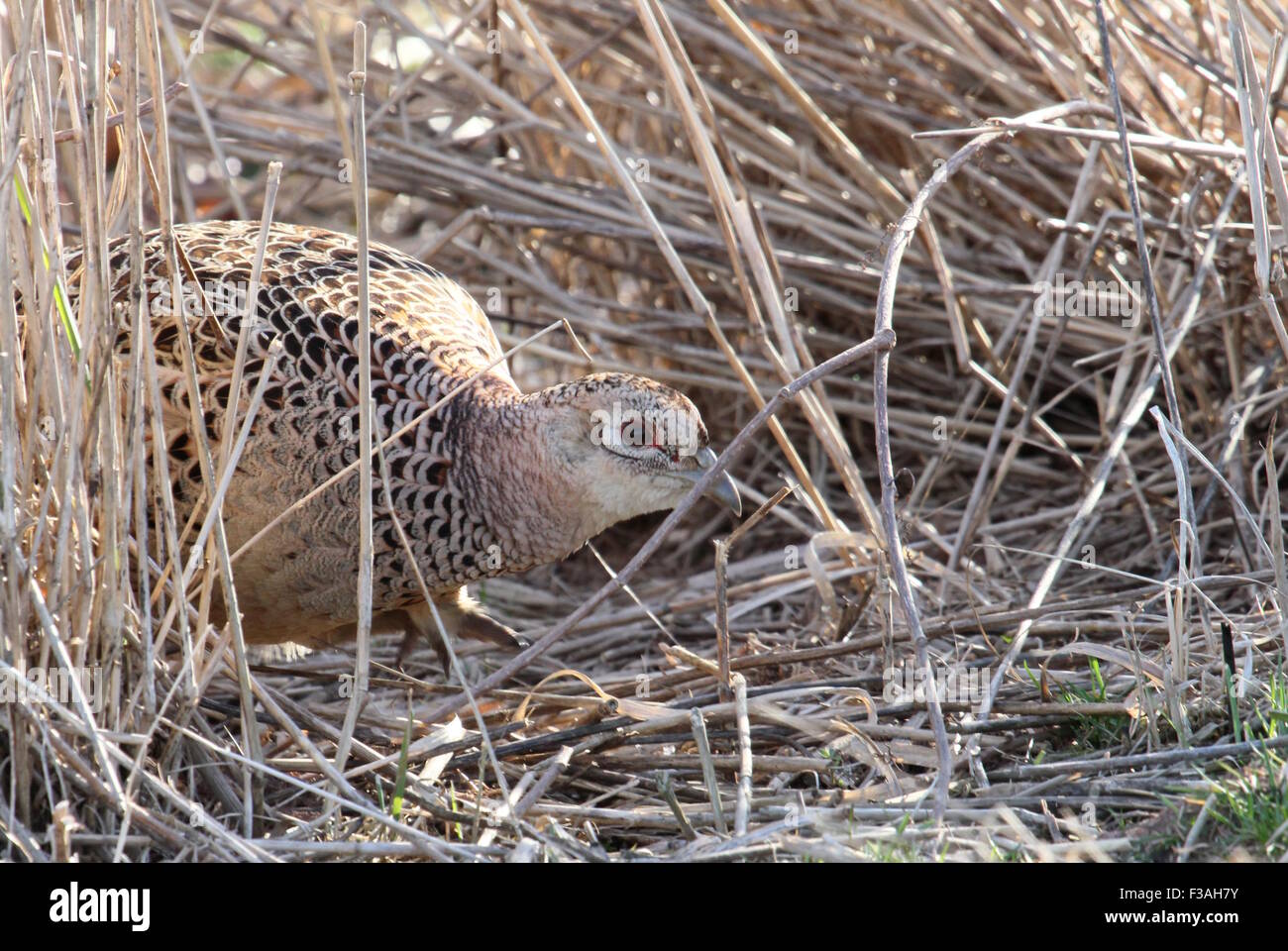 Pheasant flush hi-res stock photography and images - Alamy