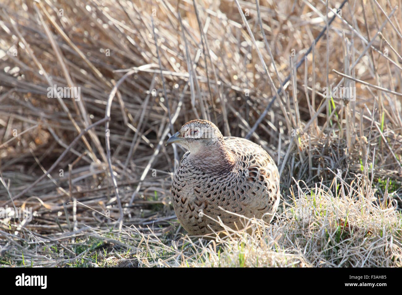 Female ring-necked pheasant facing the camera Stock Photo - Alamy