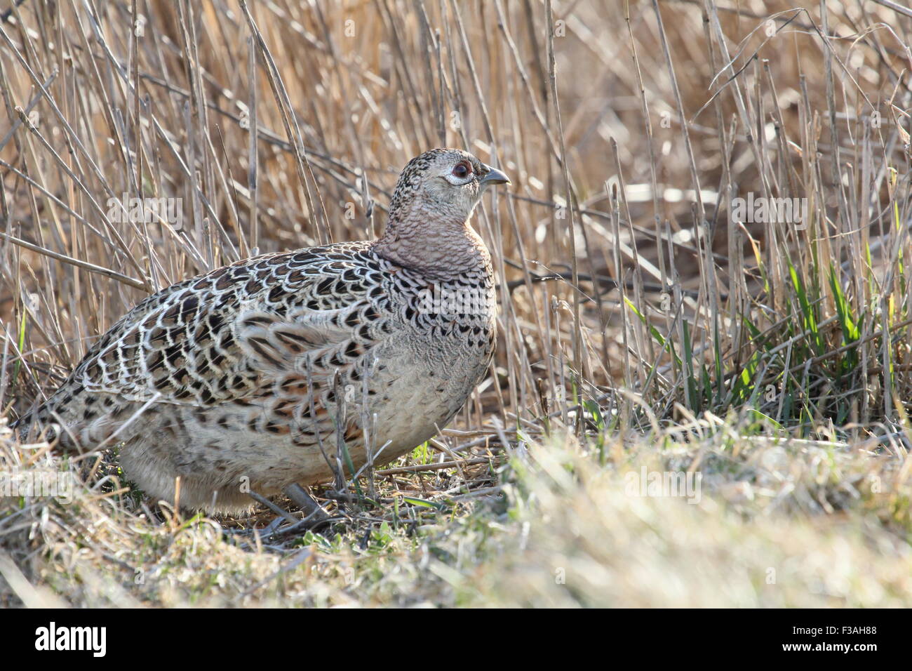 Female ring-necked pheasant in tall grass Stock Photo - Alamy