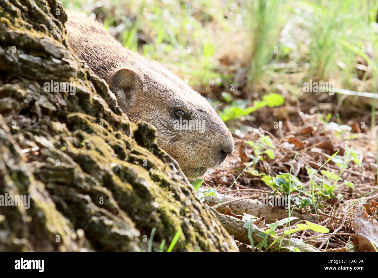 Peeking around tree hi-res stock photography and images - Alamy