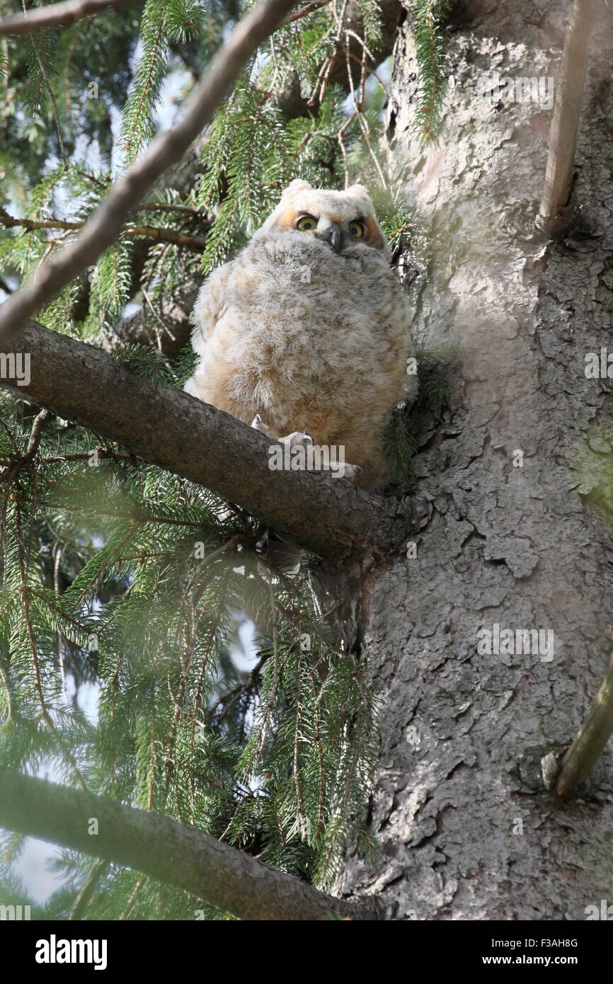 Bird looking down from tree hi-res stock photography and images - Alamy