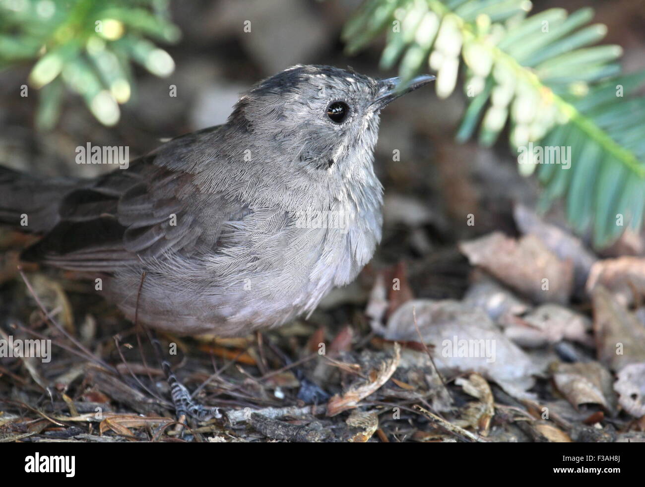 Closeup of a catbird standing in brush Stock Photo - Alamy