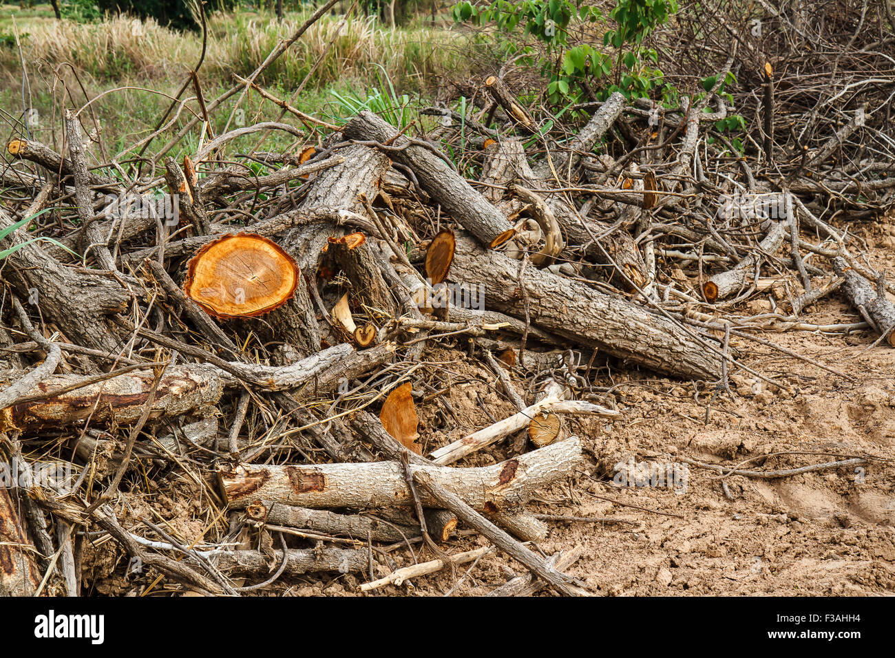 Dry tree is cut pile Stock Photo - Alamy