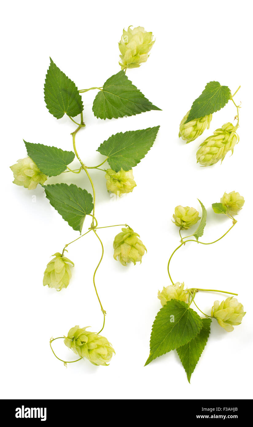 Hop plant border Cut Out Stock Images & Pictures - Alamy