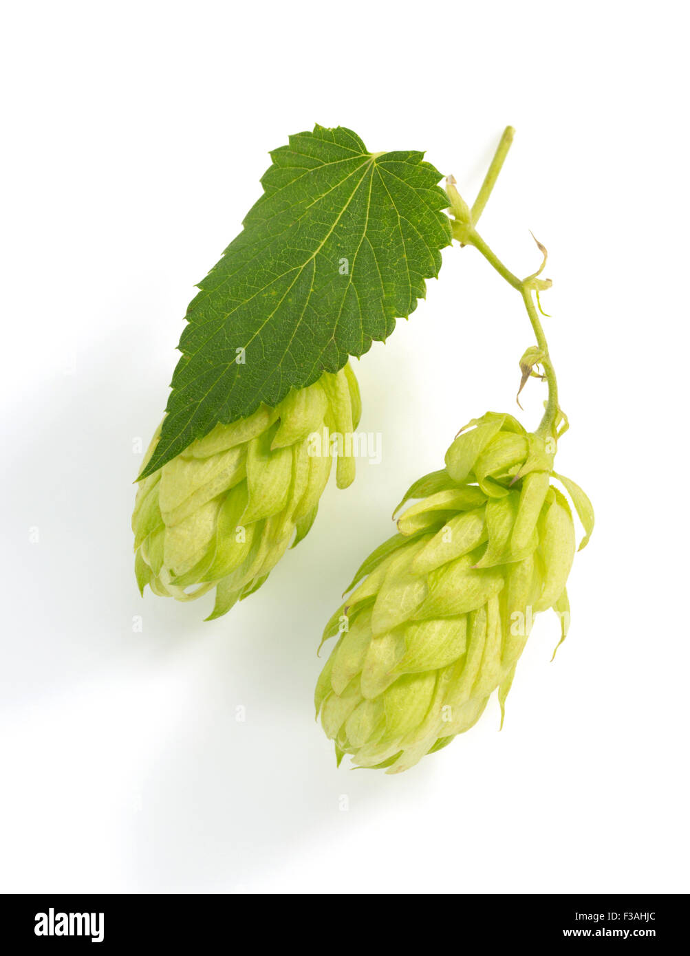 hop cones isolated on white background Stock Photo - Alamy
