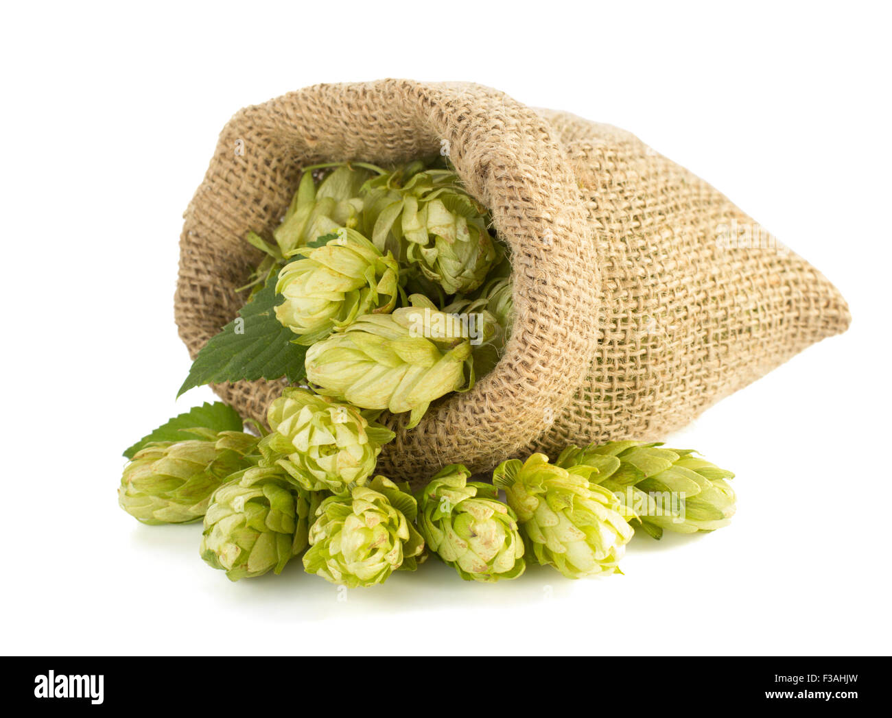 hop cones isolated on white background Stock Photo - Alamy