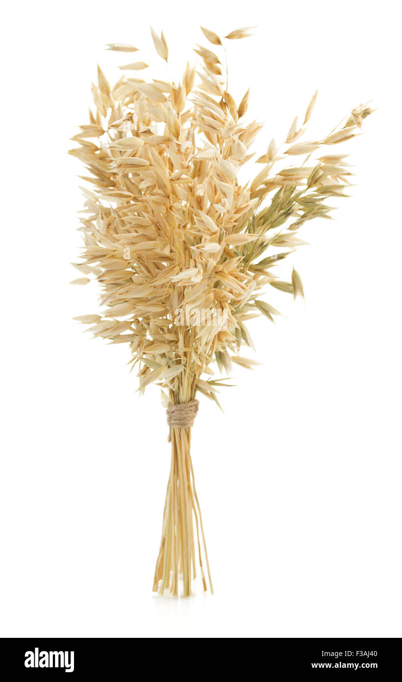 oat ears isolated on white background Stock Photo - Alamy